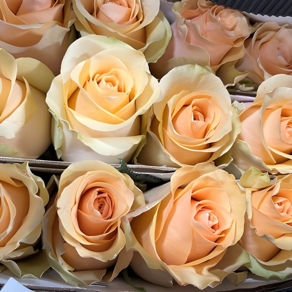 Buy Wholesale Peach Nectarine Roses Online – Guaranteed Fresh