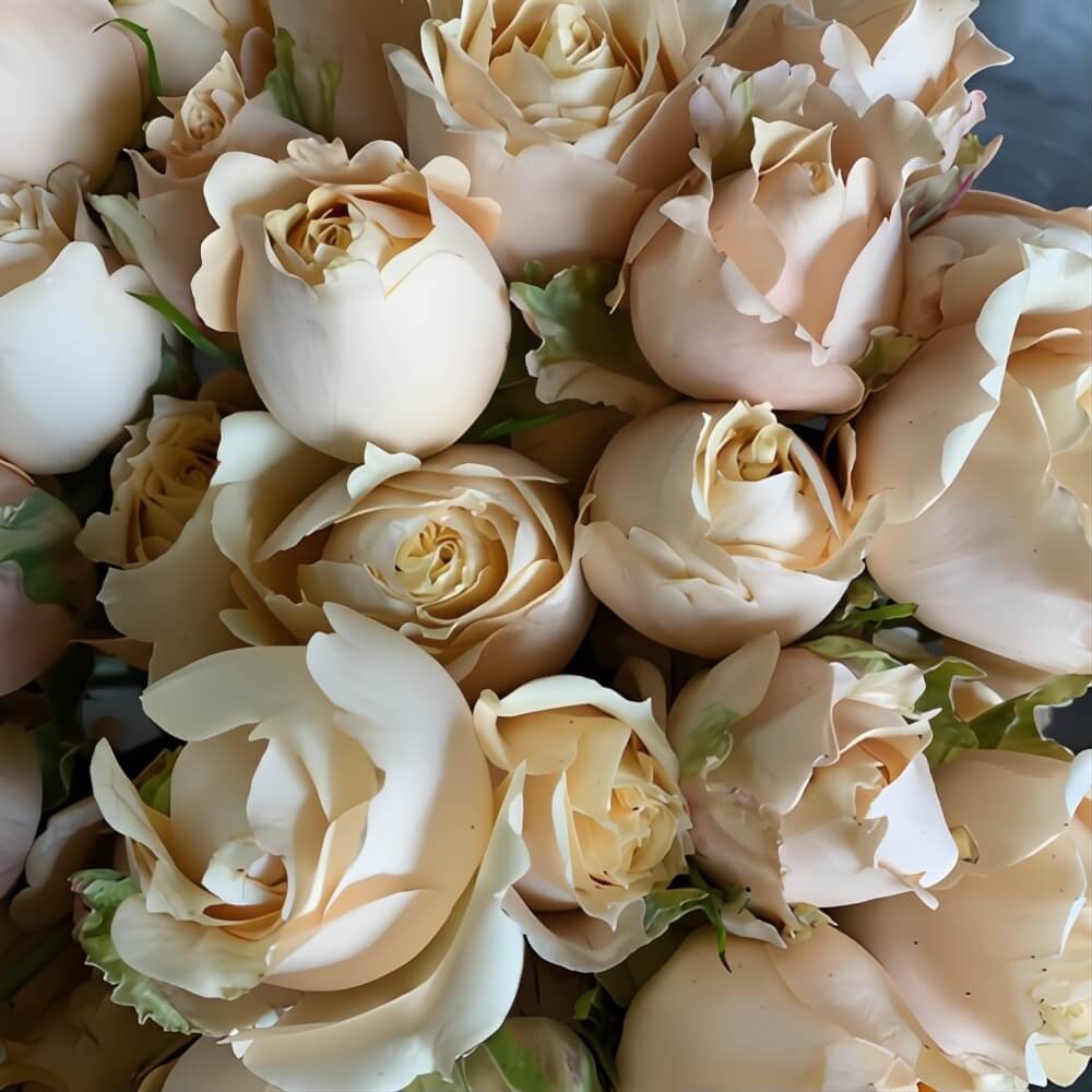 Fresh-Cut Wholesale Beige Flowers for Weddings and Events | Fabulous ...