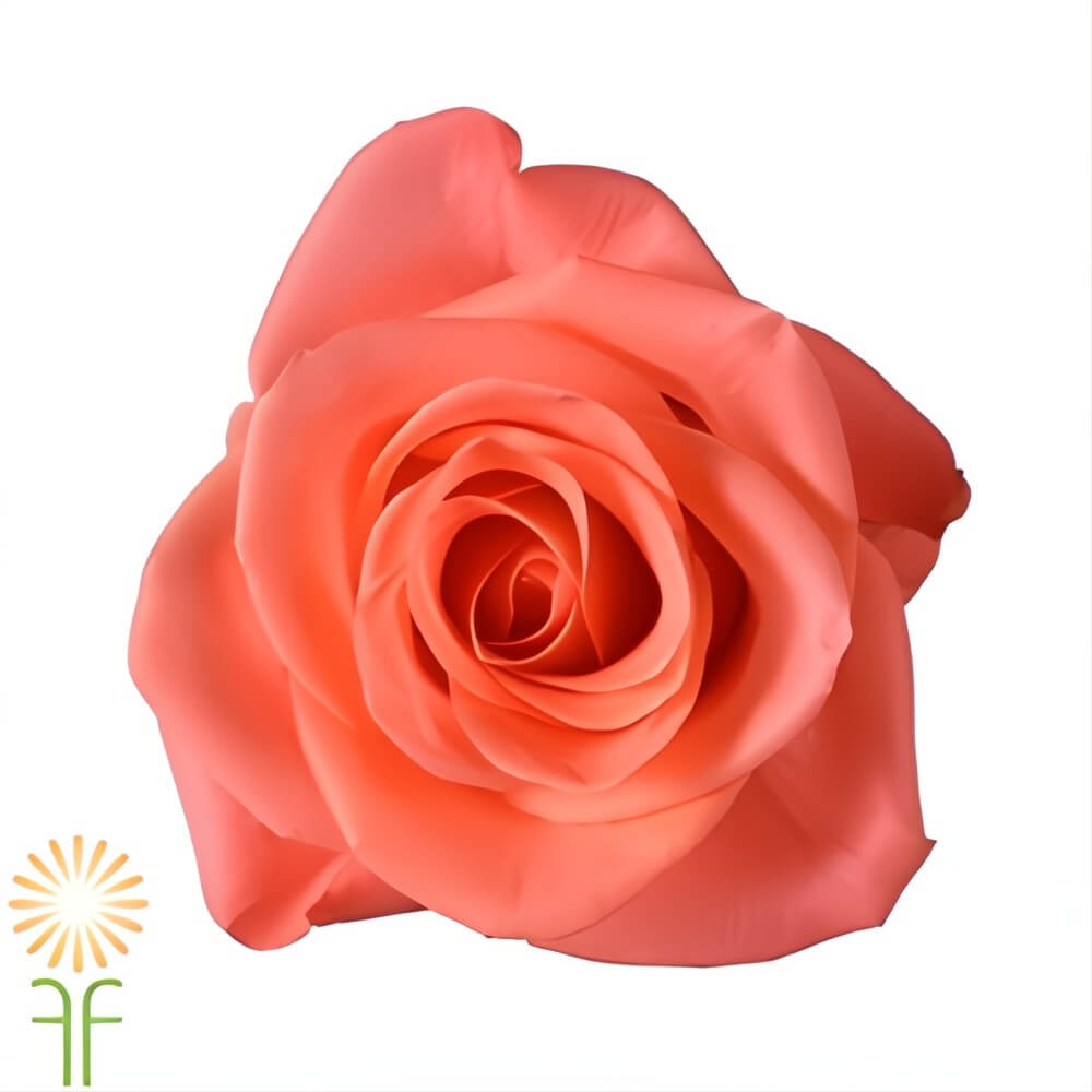 Buy Wholesale Peach/Salmon Wow Roses Online – Guaranteed Fresh