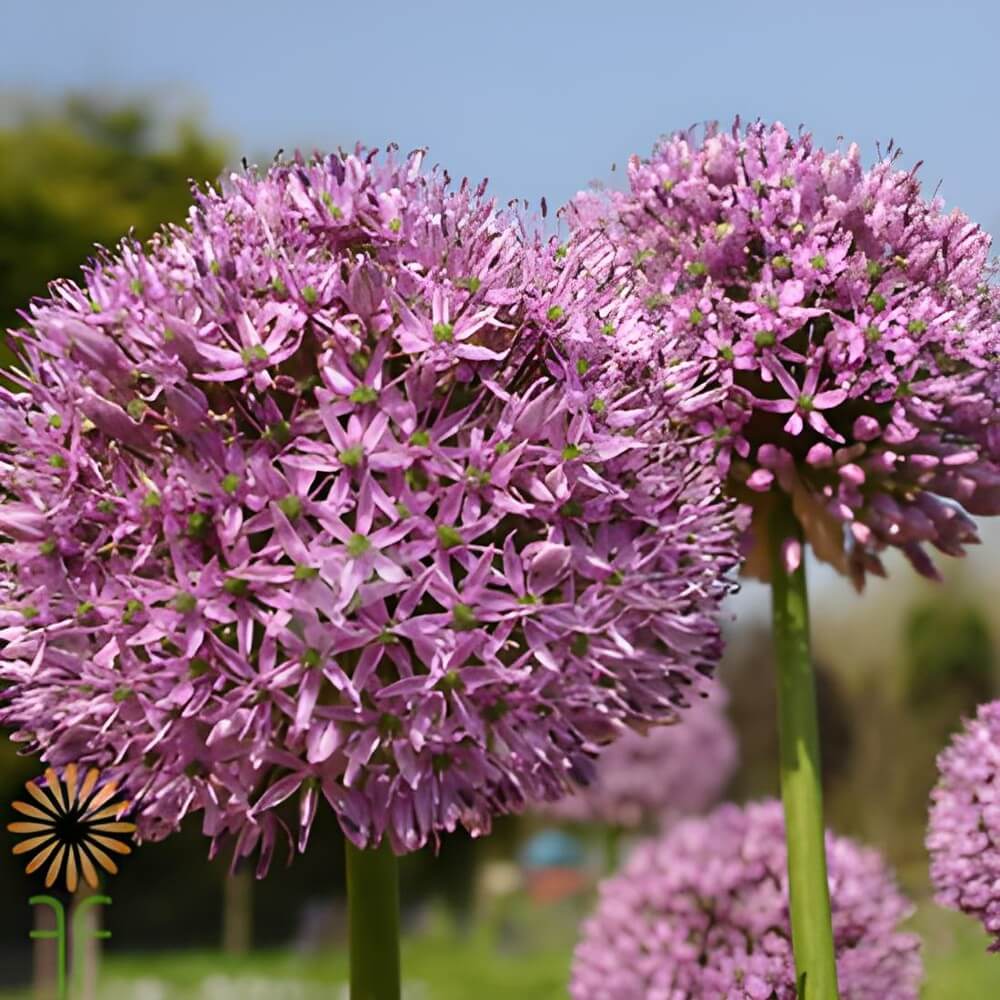 Wholesale Allium Flowers | Unique Allium Blooms for Weddings & Events