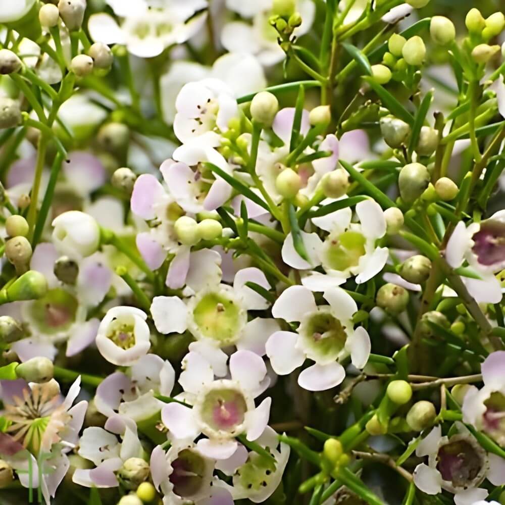 Wholesale Filler Flowers for Weddings, Arrangements, and Events ...