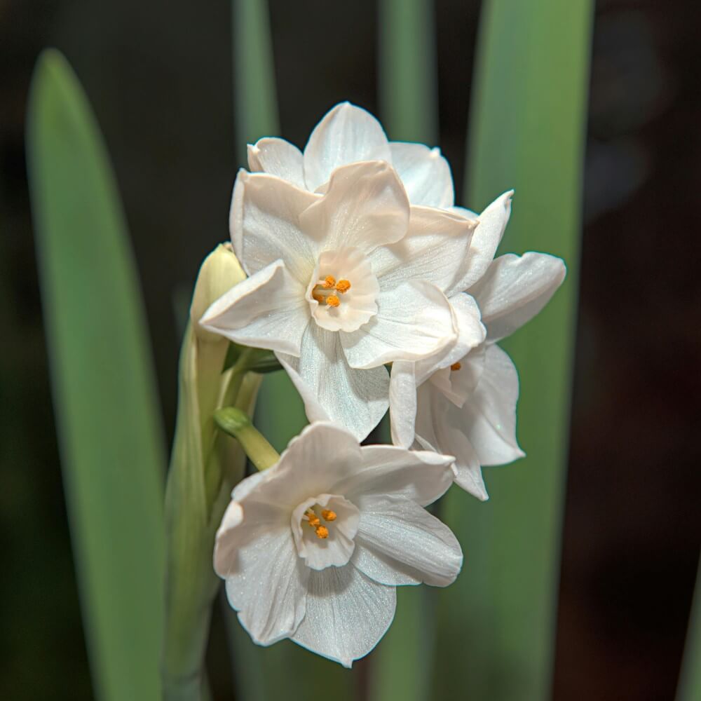 Wholesale Paperwhite Bulbs | Seasonal Paperwhites for Holiday Decorating