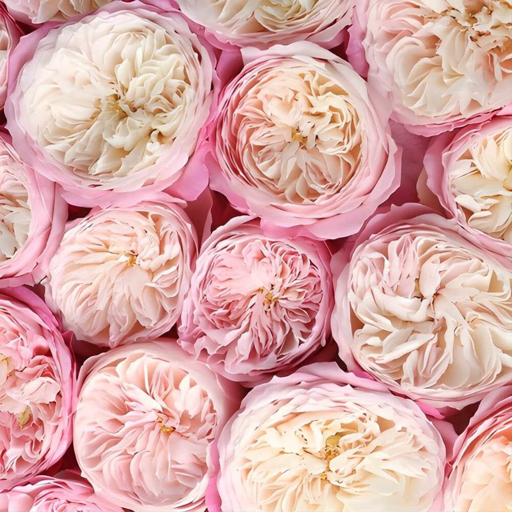 Buy Wholesale Pink Constance Garden Roses Online – Guaranteed Fresh