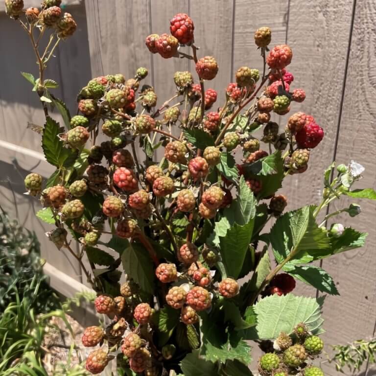 Raspberry Vine | Fabulous Florals