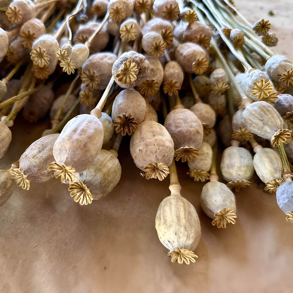 Using Dried Poppy Pods to Add Texture and Visual Interest | Fabulous ...