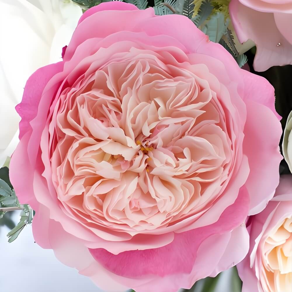 Buy Wholesale Pink Constance Garden Roses Online – Guaranteed Fresh