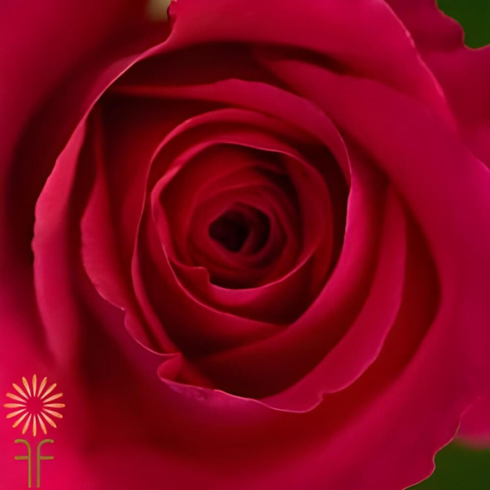 Buy Wholesale Pink Floyd Roses Online – Guaranteed Fresh