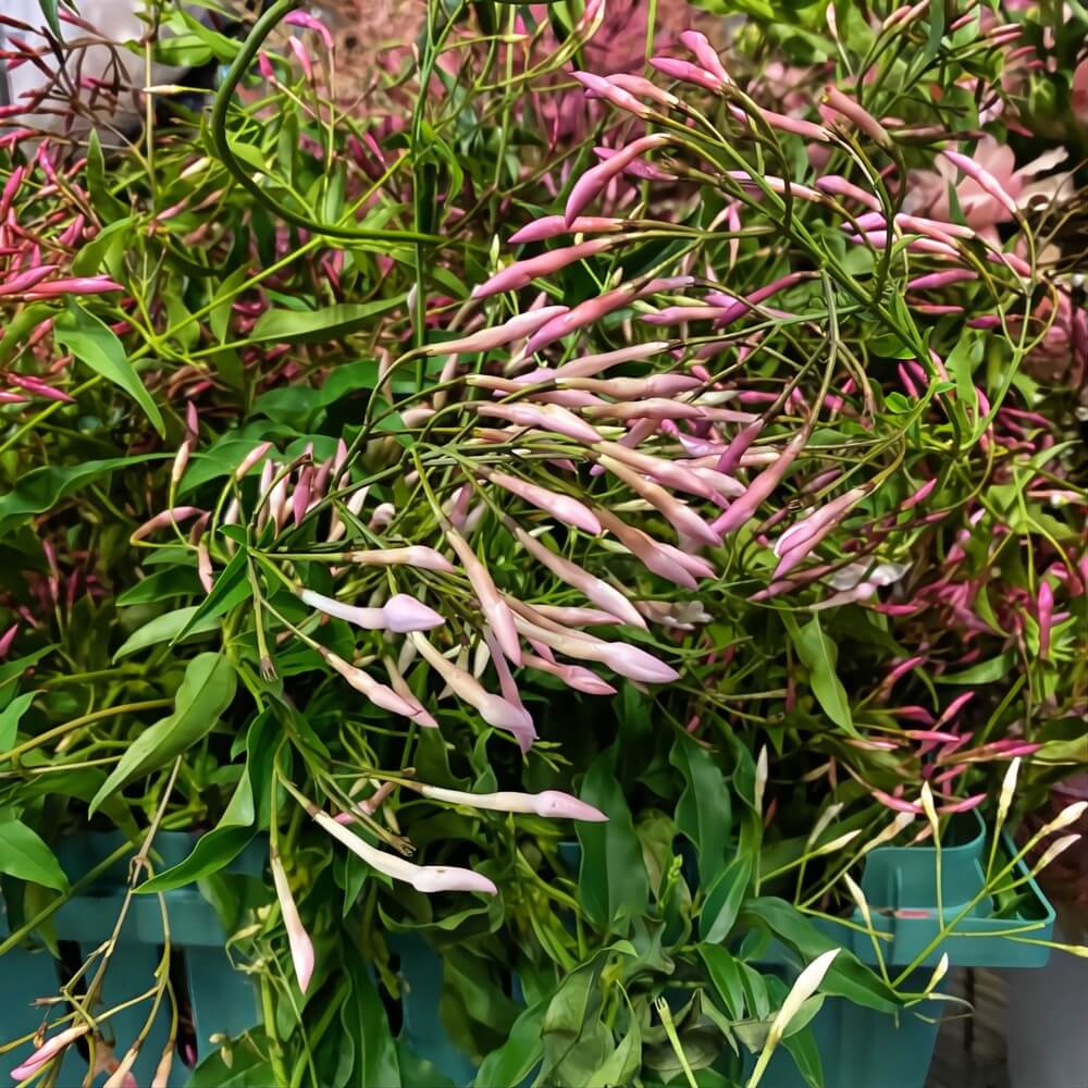 Buy Wholesale Pink Jasmine Vine Online – Guaranteed Fresh