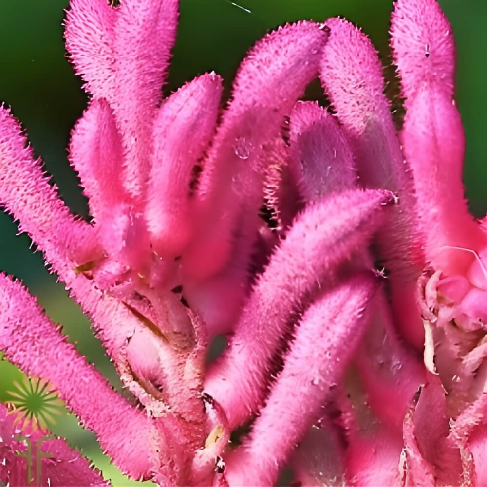 Buy Wholesale Pink Kangaroo Paws Online – Guaranteed Fresh