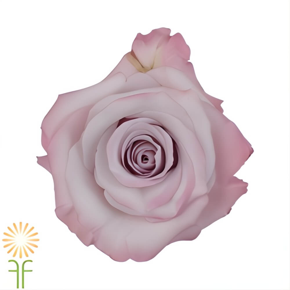 Buy Wholesale Purple Haze Roses Online – Guaranteed Fresh