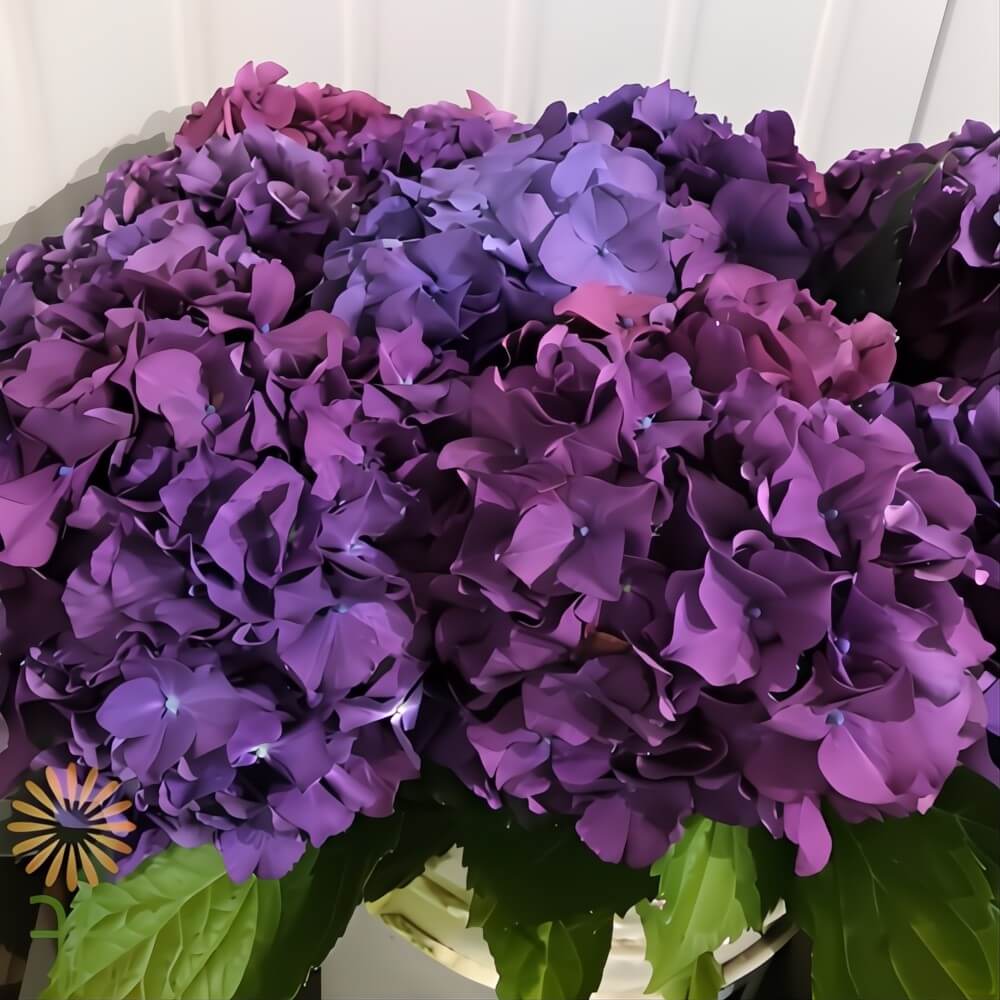 Wholesale Purple Hydrangeas – Vibrant, Lush Centerpieces