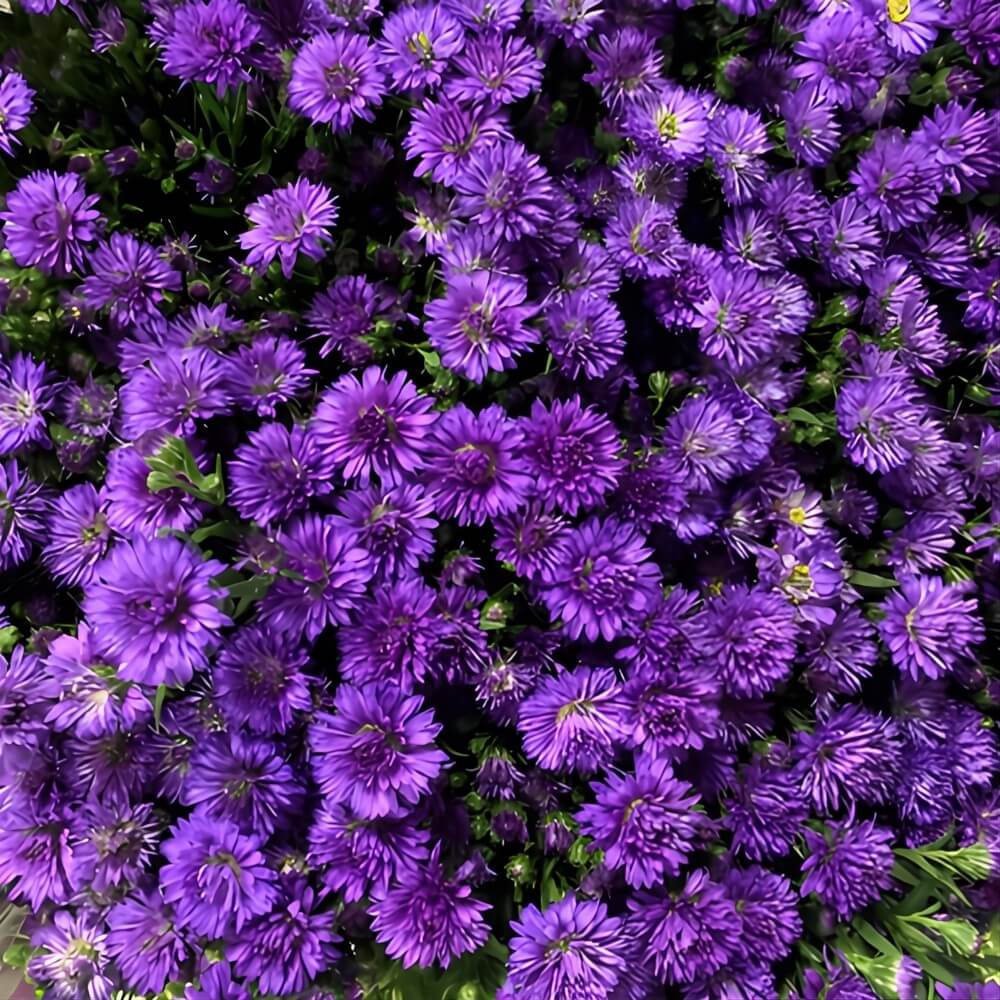 Choosing Focal vs. Filler Flowers: What You Need to Know | Fabulous Florals