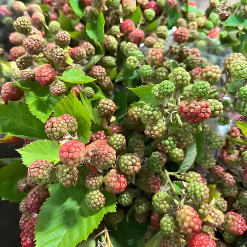 Buy Wholesale Raspberry Vine Online – Guaranteed Fresh