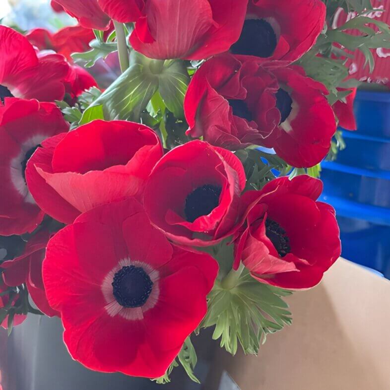 Fresh-Cut Wholesale Anemones for Weddings and Events | Fabulous Florals