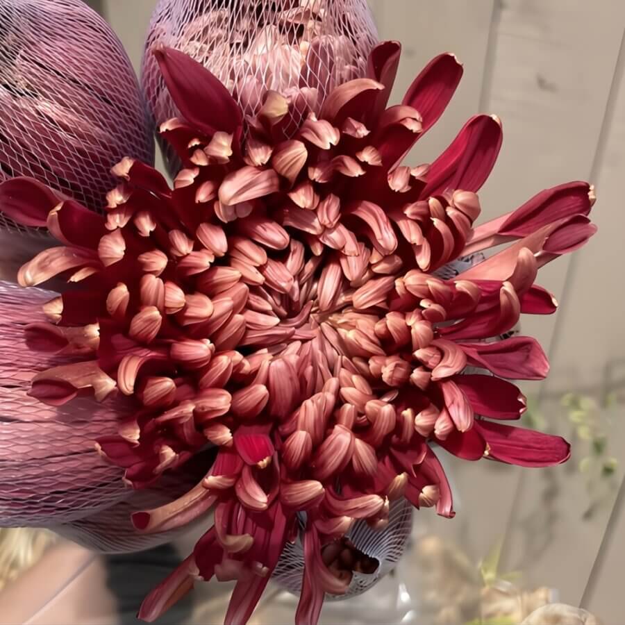 Red/Burgundy Disbud Cremone Mums | Fabulous Florals