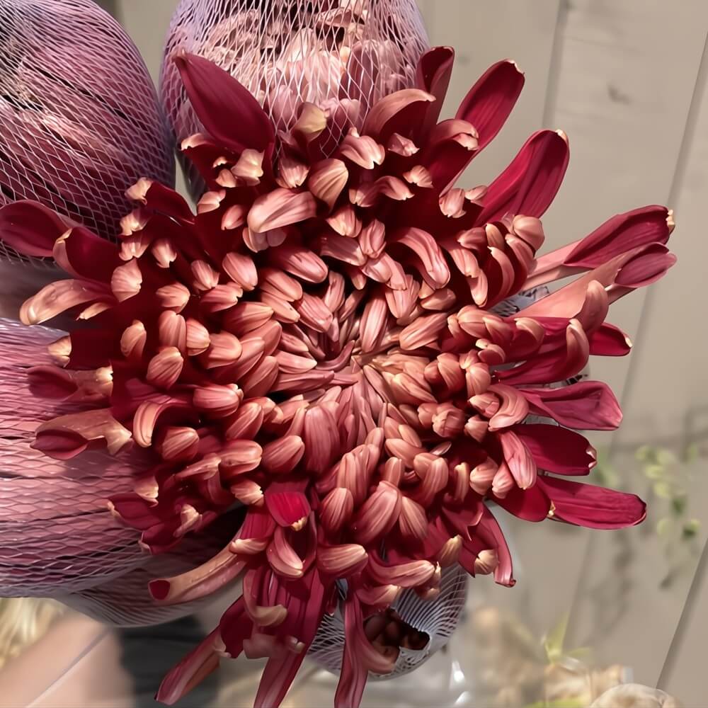 Buy Wholesale Red/Burgundy Disbud Cremone Mums Online – Guaranteed Fresh