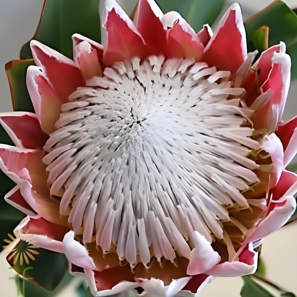 Buy Wholesale Red King Protea Online – Guaranteed Fresh
