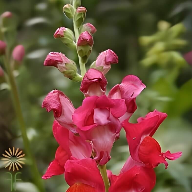 Wholesale Snapdragons for Weddings, Arrangements, and Events | Fabulous ...
