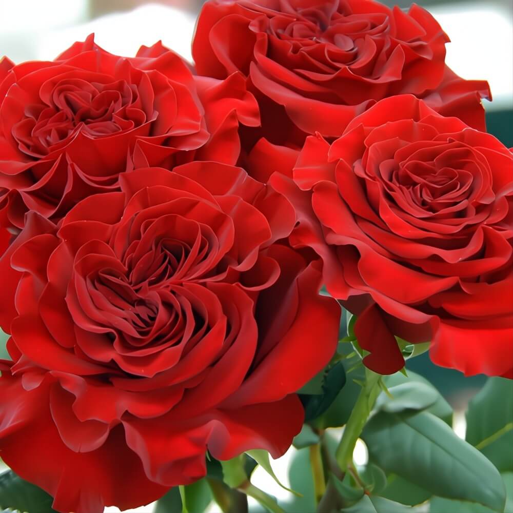 Buy Wholesale Red Wanted Garden Roses Online – Guaranteed Fresh