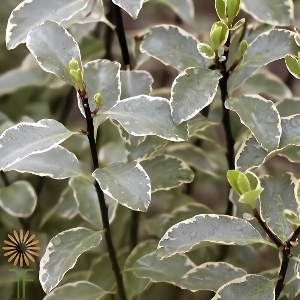 Buy Wholesale Silver Queen Pittosporum Online – Guaranteed Fresh