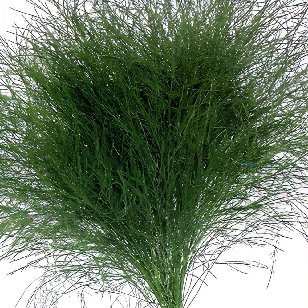 Buy Wholesale Tree Fern Online – Guaranteed Fresh