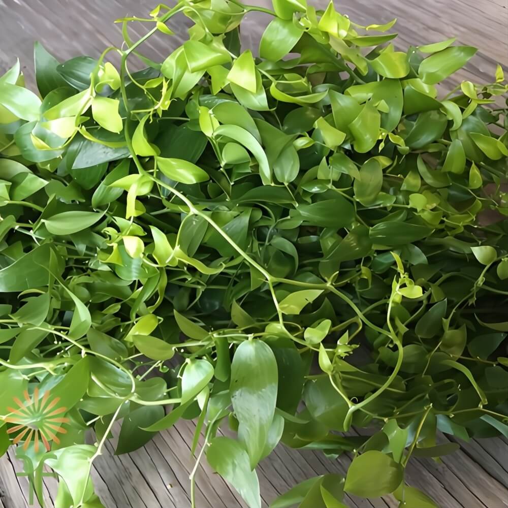 Buy Wholesale Wedding Smilax Vine (domestic) Online – Guaranteed Fresh