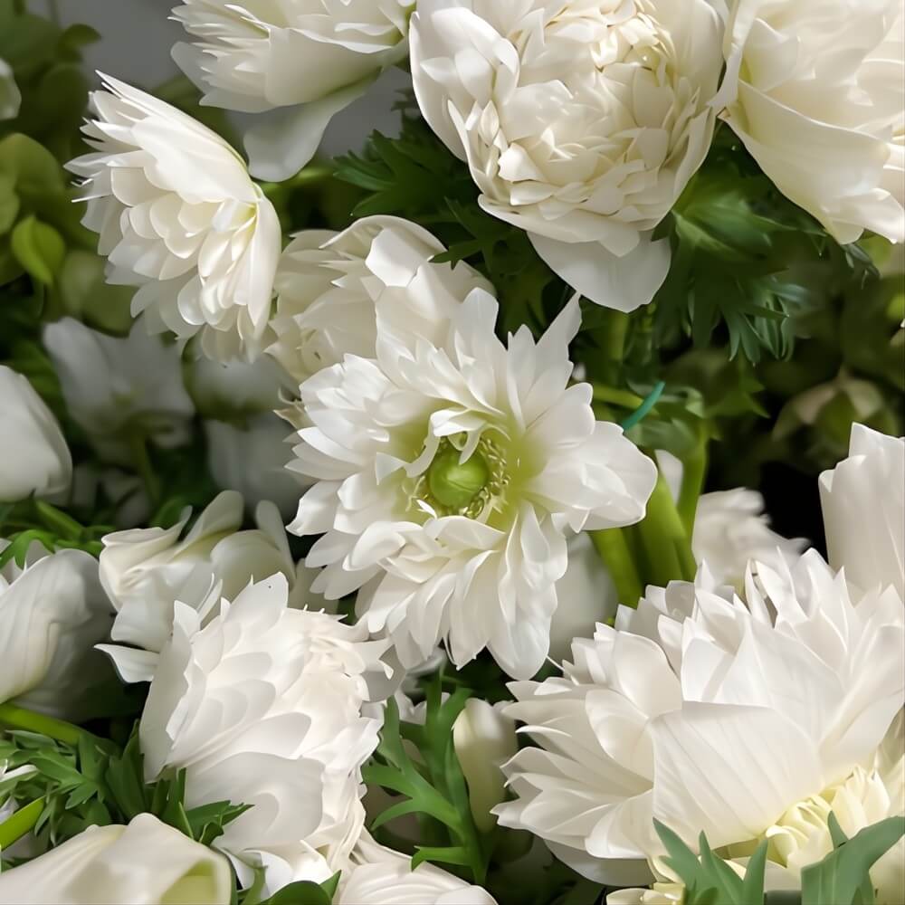 Buy Wholesale White Anemones (Light Centers) Online – Guaranteed Fresh
