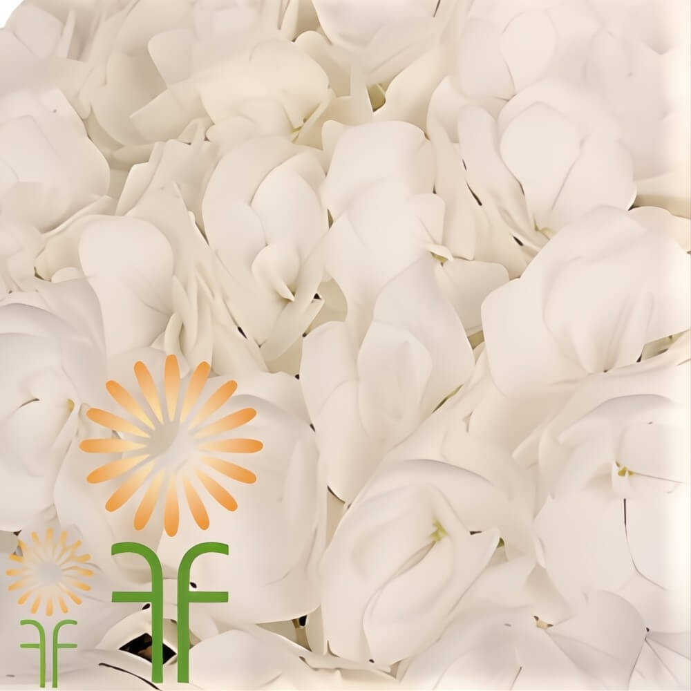 Wholesale White Jumbo Hydrangeas – Full, Lush Blooms