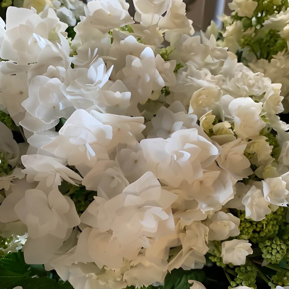 Buy Wholesale White Lacecap Hydrangeas Online – Guaranteed Fresh