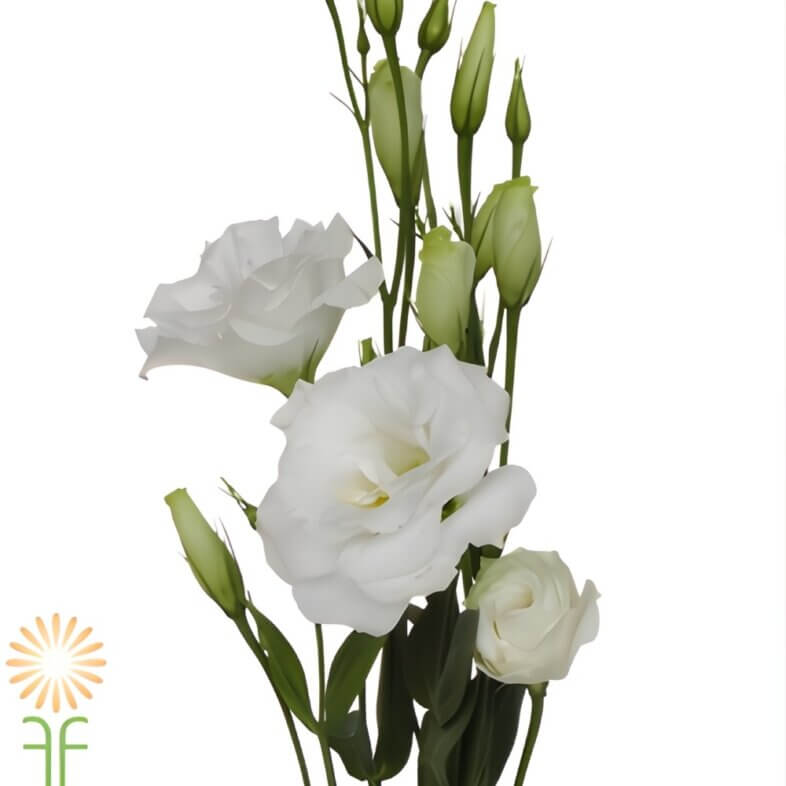 Wholesale Lisianthus for Weddings, Arrangements, and Events | Fabulous ...