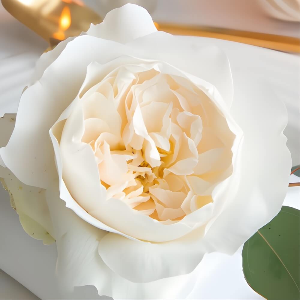 Buy Wholesale White Purity Garden Roses Online – Guaranteed Fresh