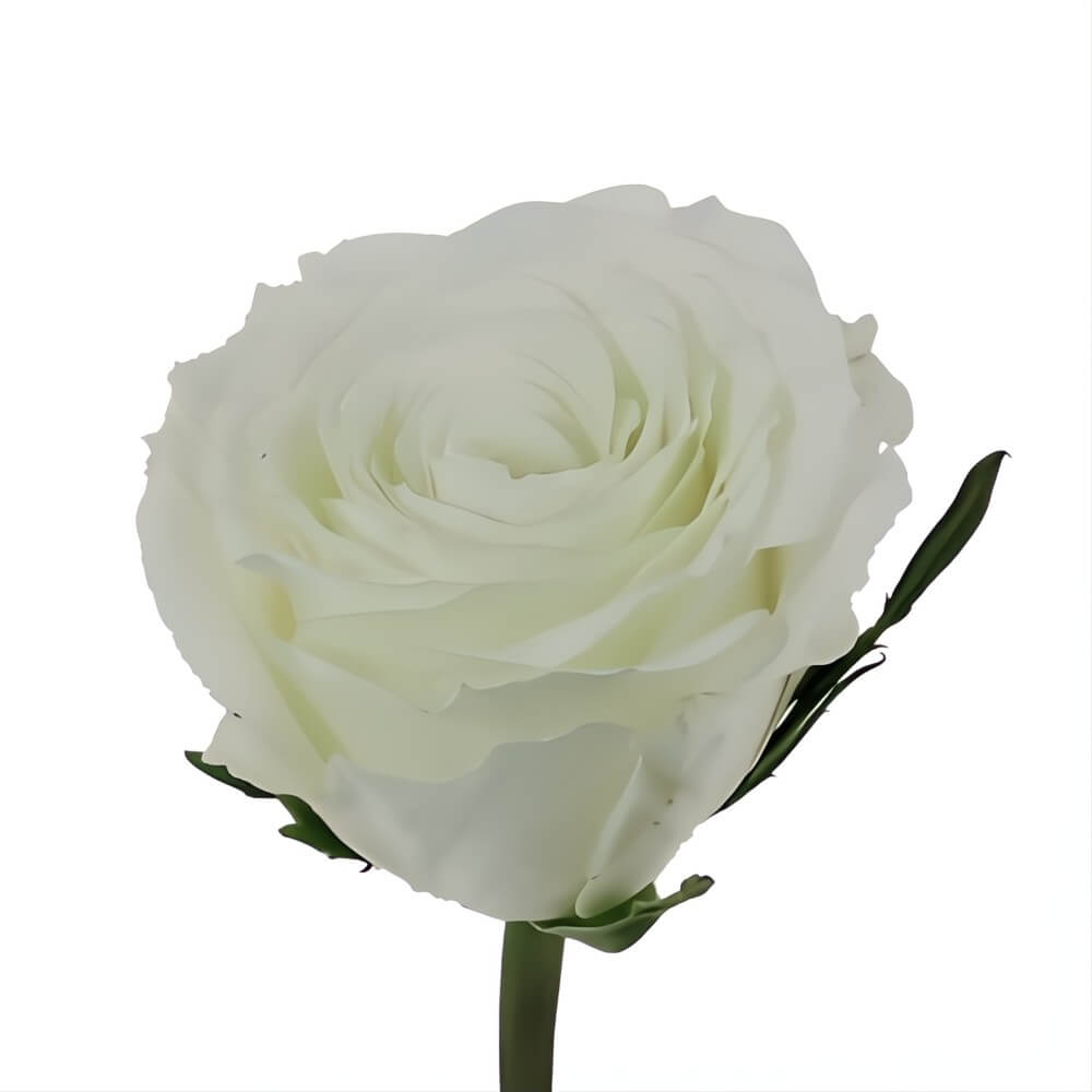Buy Wholesale White Snowy Jewel Roses Online – Guaranteed Fresh
