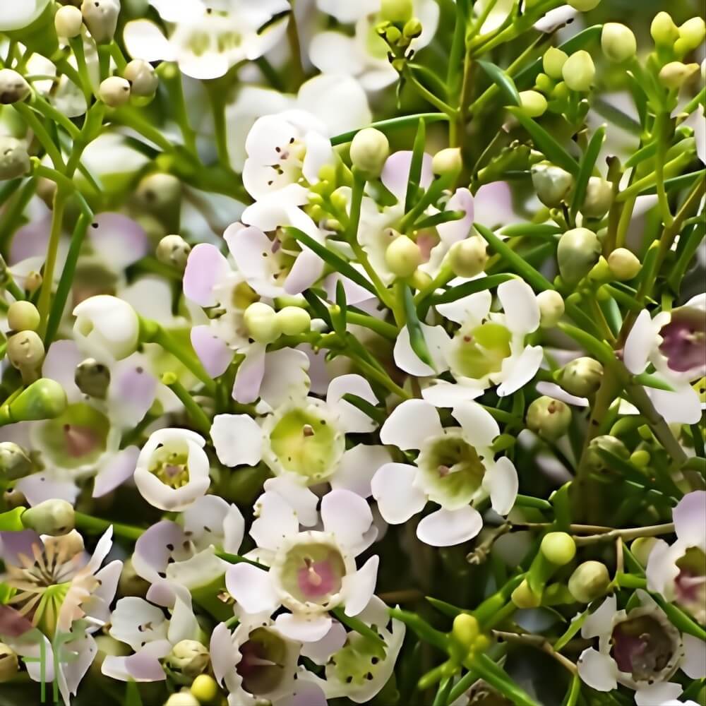 Buy Wholesale White Waxflower Online – Guaranteed Fresh