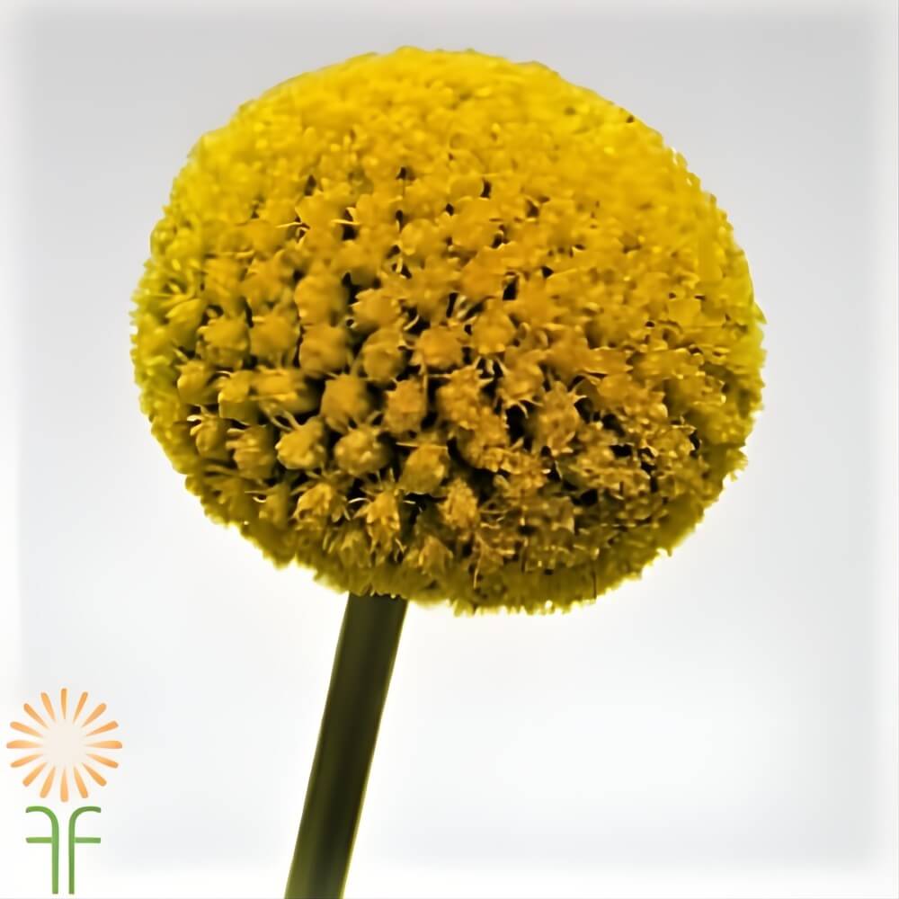 Buy Wholesale Yellow Craspedia (Billy Balls) Online – Guaranteed Fresh