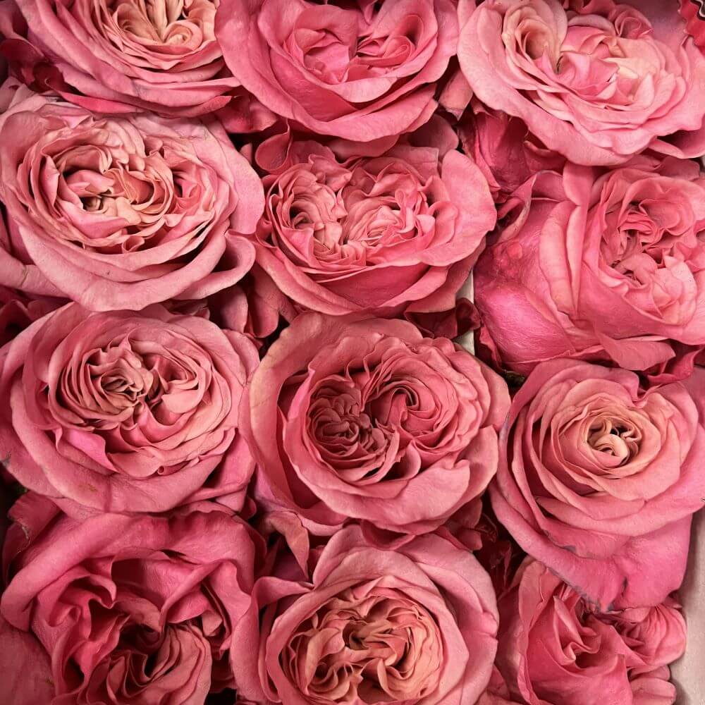 Buy Wholesale Pink Art Deco Roses Online – Guaranteed Fresh