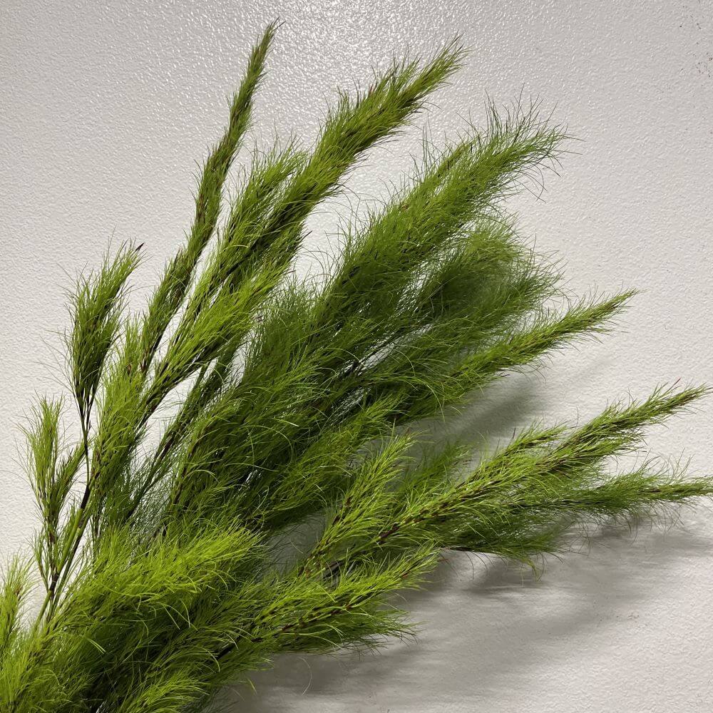 Buy Wholesale Koala Fern Online – Guaranteed Fresh