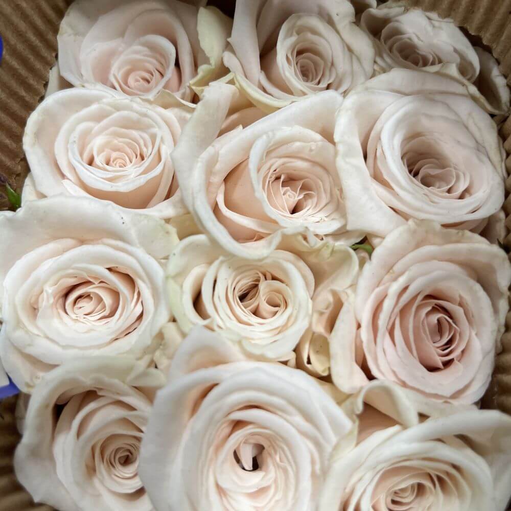Buy Wholesale Beige Champagne Roses Online – Guaranteed Fresh