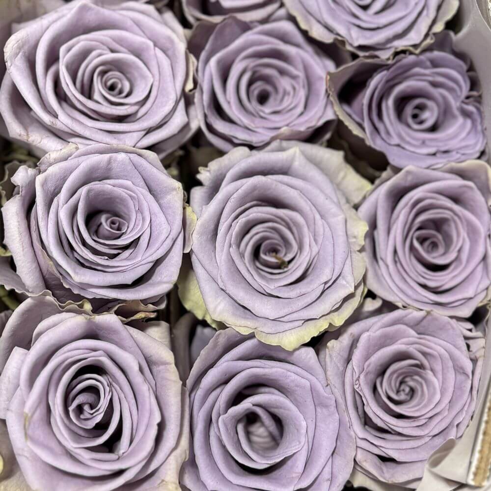Buy Wholesale Lavender Shocking Blue Roses Online – Guaranteed Fresh