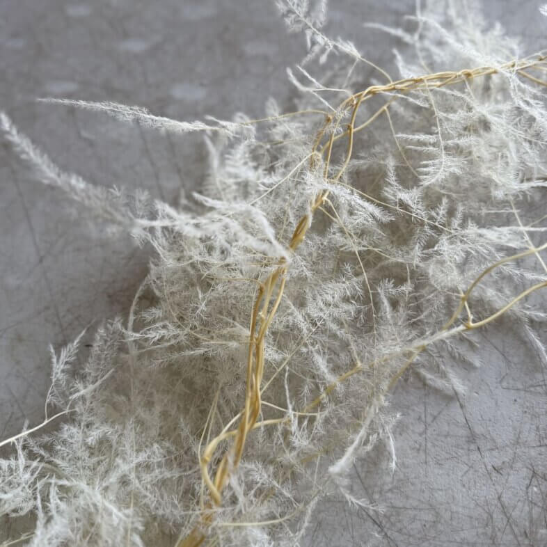 Buy Wholesale Dried Bleached Plumosa Fern Online – Guaranteed Fresh