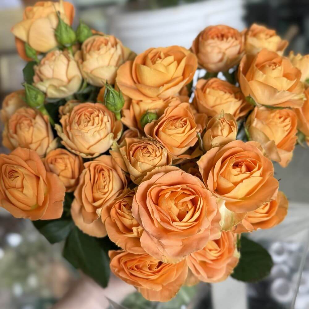 Buy Wholesale Orange Saffron Gem Garden Spray Roses Online – Guaranteed ...