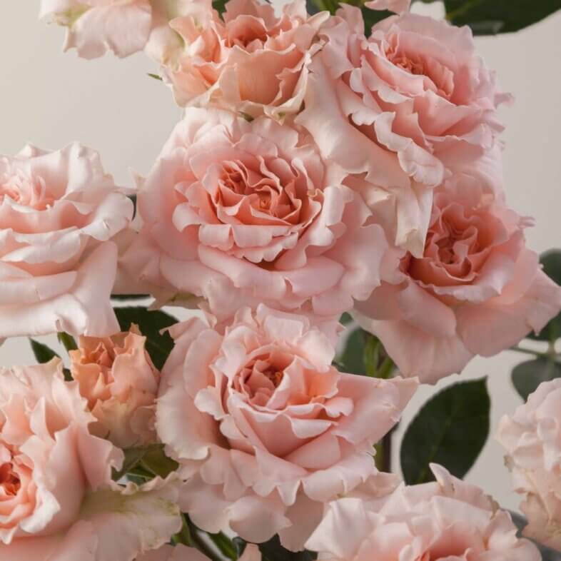 Buy Wholesale Pink Be Loving Spray Roses Online – Guaranteed Fresh