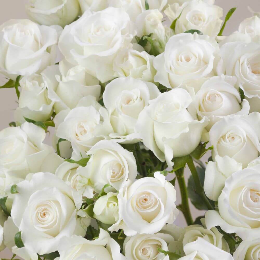Buy Wholesale White Shining Star Spray Roses Online – Guaranteed Fresh