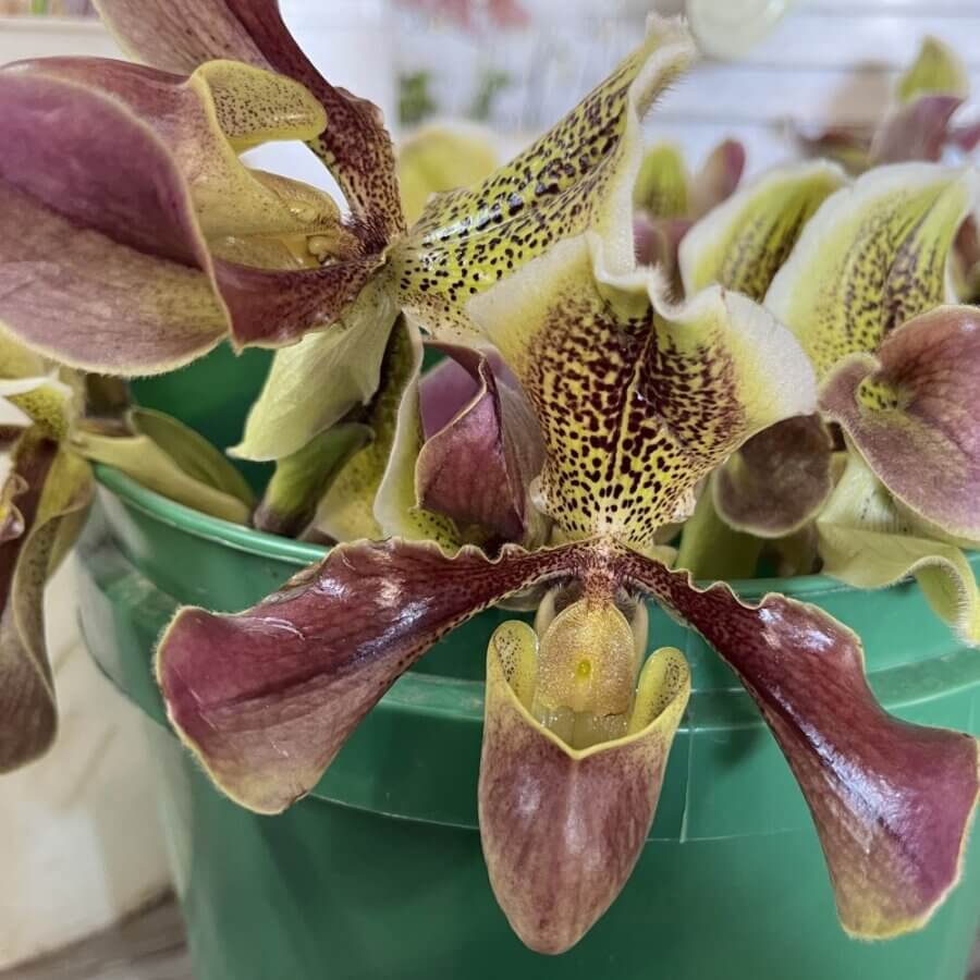Green and Purple Lady Slipper Orchids | Fabulous Florals
