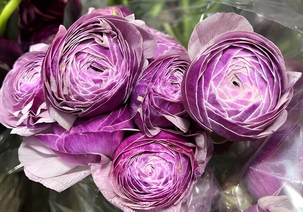 Fresh-Cut Bulk Wholesale Ranunculus for Weddings and Events | Fabulous ...