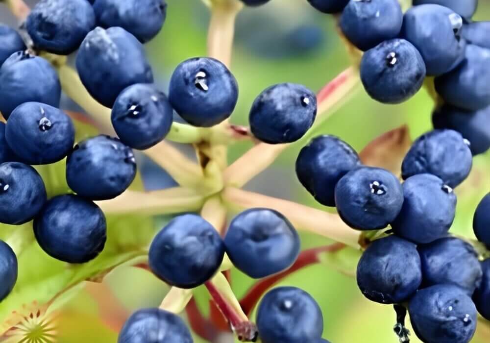 Wholesale Berries and Fruit for Weddings, Arrangements & Events