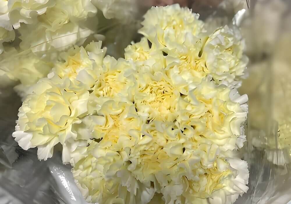 Fresh-Cut Wholesale Carnations for Weddings and Events | Fabulous Florals