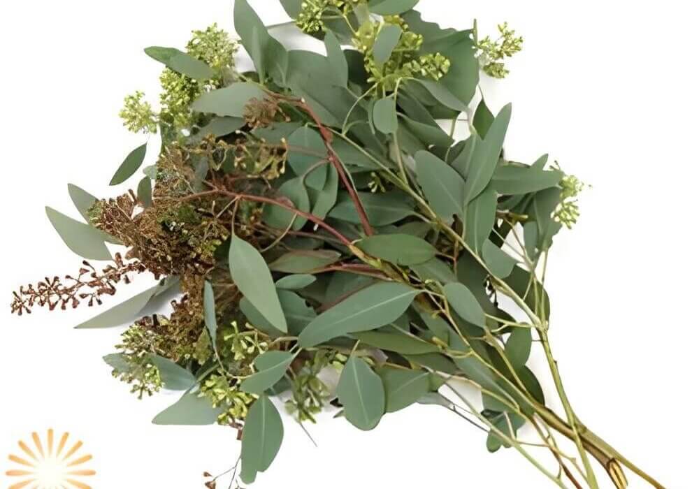 Wholesale Eucalyptus for Weddings, Arrangements, and Events | Fabulous Florals