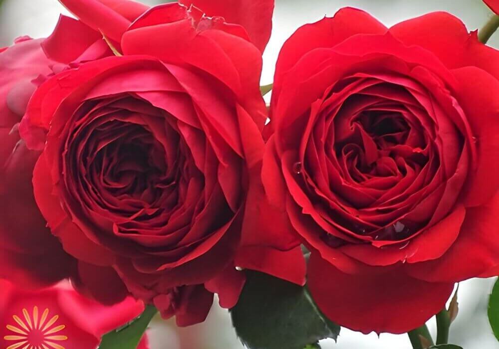 Red Flowers – Wholesale Fresh Blooms for Events