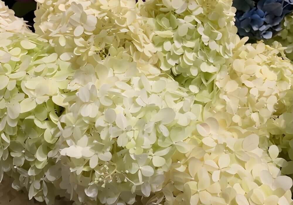 Wholesale Hydrangeas for Weddings, Arrangements, and Events | Fabulous ...